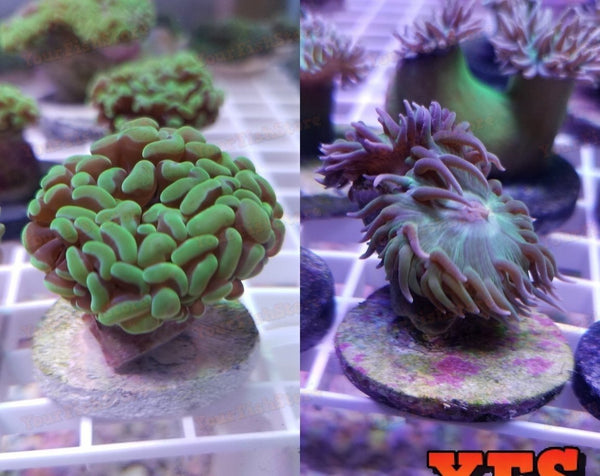 X1 Assorted Hammer / X1 Assorted Duncan Coral -- Frags Frag only