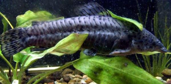 Black Callichthys Catfish Xlg 4" - 6" Each - Freshwater Fish Free