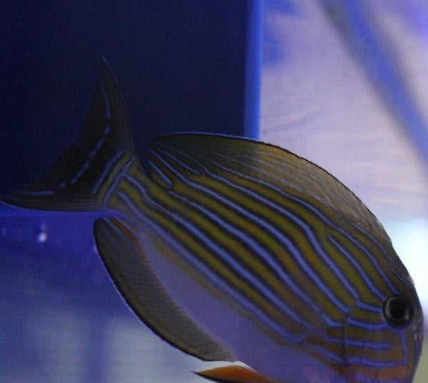Clown Tang Lineatus Surgeon Marine Fish Med Approx 3" - 4" only