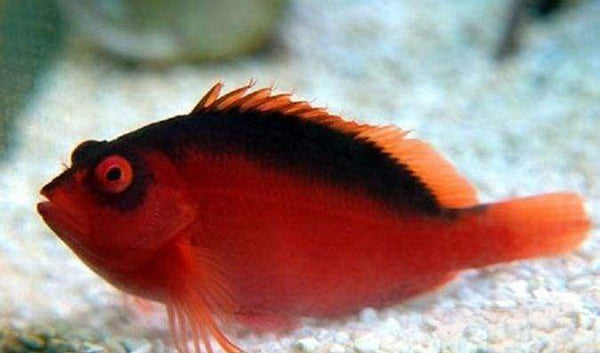 Flame Hawk Fish - Neocirrhites Armatus - Med Approx 1 3/4" - 3" only