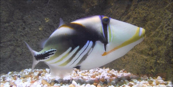 Humu Humu Trigger Fish - Med Approx 3" - 4" only $111.53