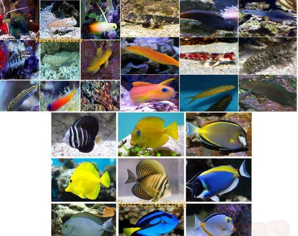 Saltwater Fish Tank Package - X12 Fish Cheap - Hand Picked only