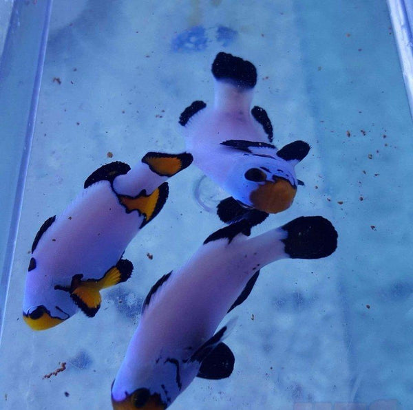 Two (X2) Ocellaris Flurry Clown Fish Tank Raised Md/Lrg - Wysiwyg only