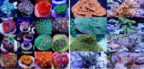 X1 Digitata Forest Fire - Frag Coral Sps - Includes Free Mystery Frag