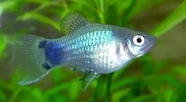 X10 BLUE PLATY LIVE FISH PACKAGE - FREE SHIP - BULK SAVE only $102.53