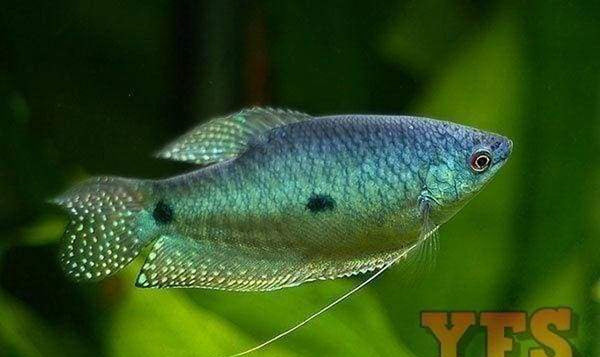 X15 Celebese Rainbow Freshwater Fish Package *Bulk Save only $136.53