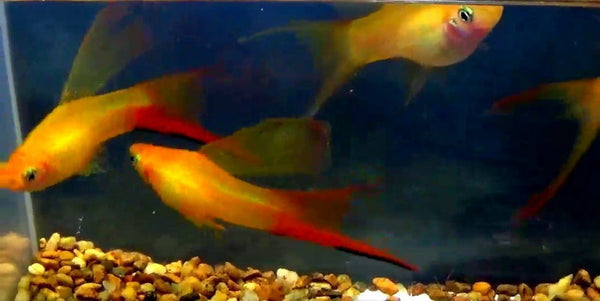 X15 Marigold Swordtail Fish - 1" - 2" Each - Freshwater Fish only