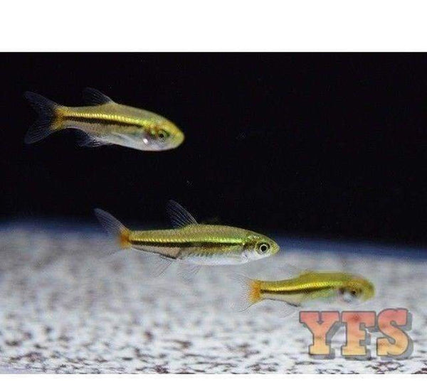 X20 Brilliant Rasbora 1/2" - 1 1/2" Each - Package - Freshwater Fish