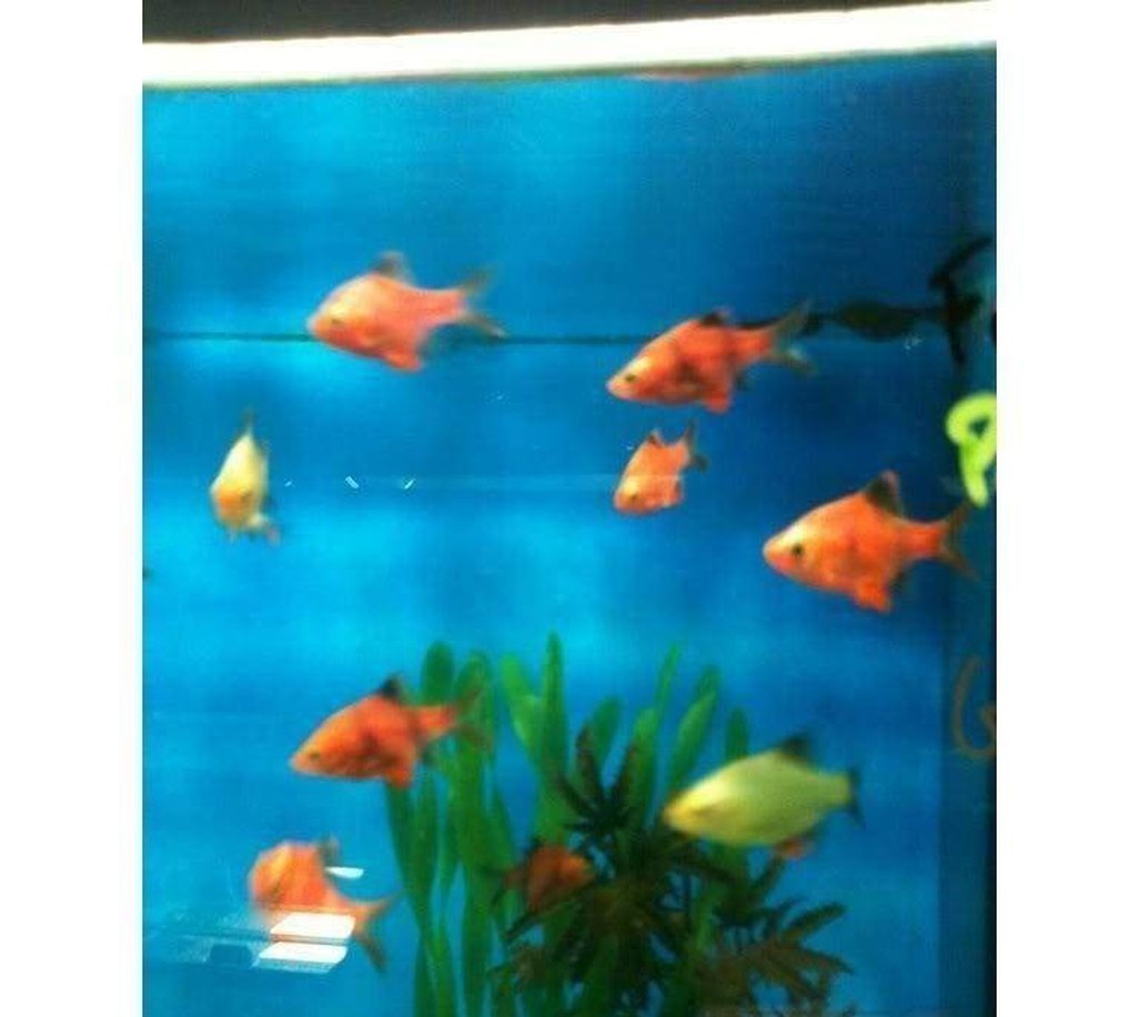 X25 Assorted Barb Fish *Bulk*- Live Freshwater Mixed Assortment + x10