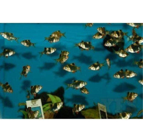 X25 Assorted Barb Fish *Bulk*- Live Freshwater Mixed Assortment + x10