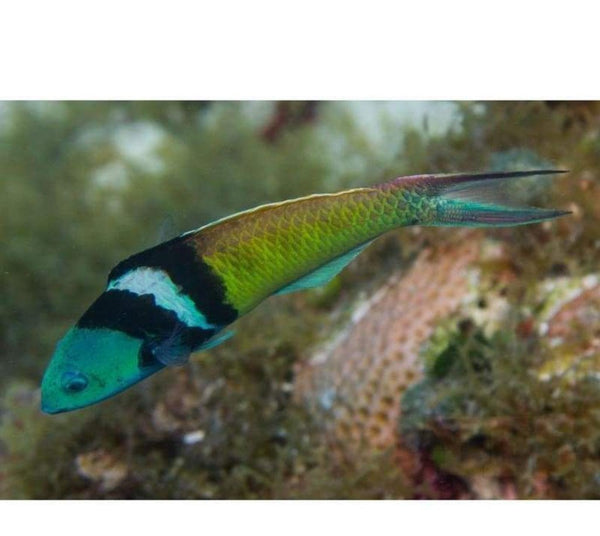 X3 Blue Head Wrasse Med - Thalassoma Bifasciatum - Yourfishstore only