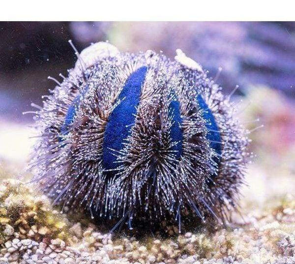 X3 Royal Urchin Package - Mespilia Globulus only $129.53