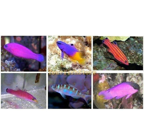 X4 Assorted Basslet Fish Package - Medium Size Saltwater only $137.53