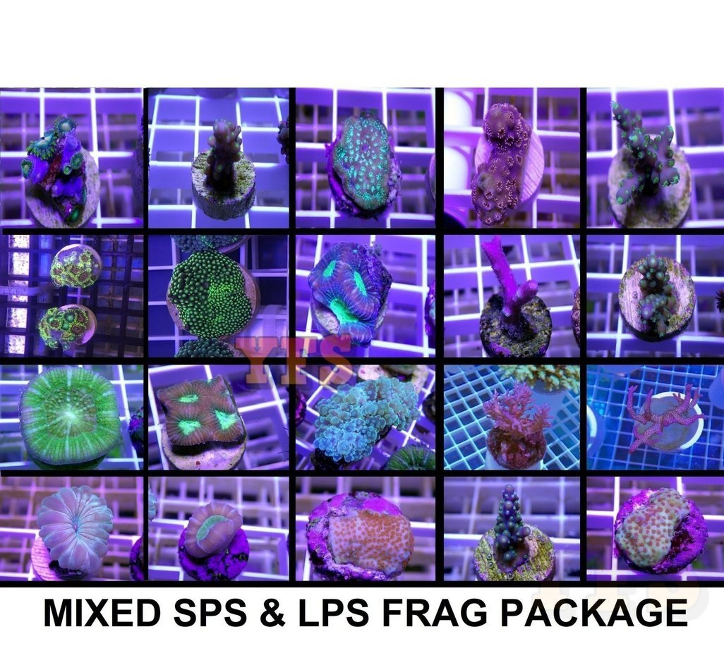 X50 Assorted Sps & Lps Frag Package - Live Coral *Bulk Save only