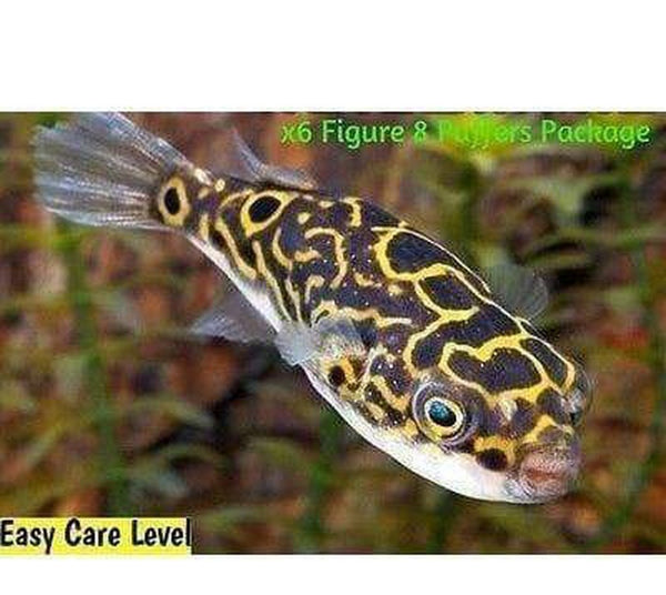 X8 Figure Eight Puffer Fish Tetraaodon Biocellatus Freshwater Fish