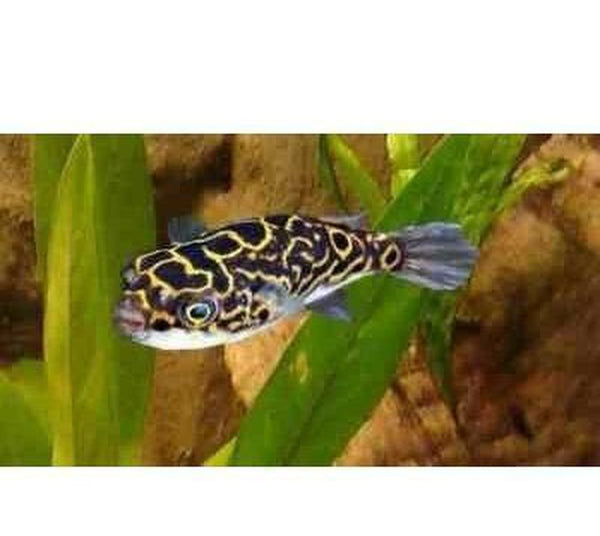 X8 Figure Eight Puffer only $117.53