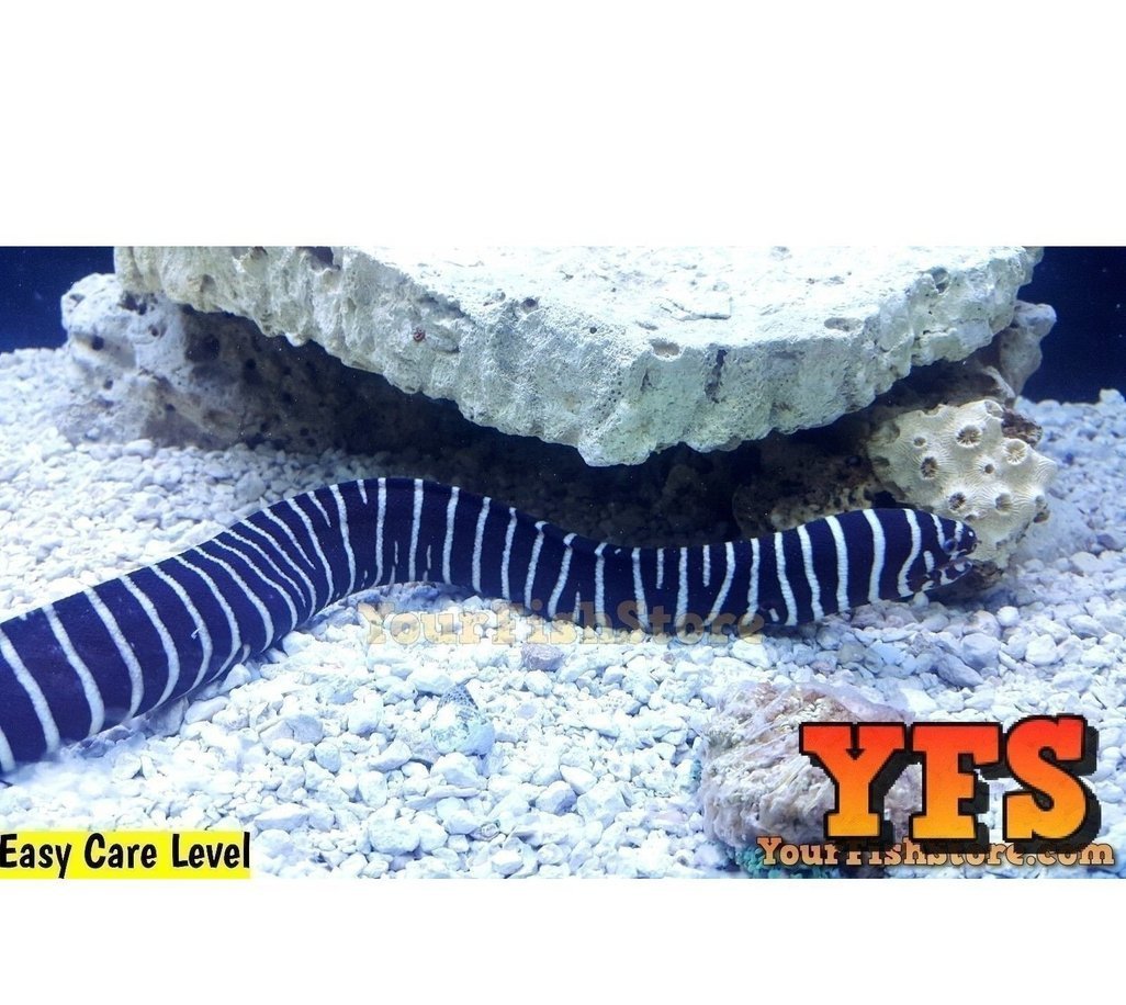 zebra eel ffxi