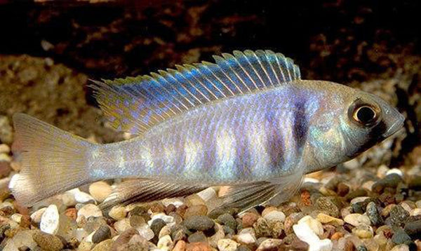 x2 Package - Deepwater Placidochromis Electra Cichlid Sml 1"- 1 1/2"