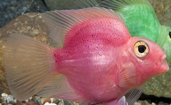 x2 Package - Pink Jellybean Parrot Cichlid Sml 1"- 1 1/2" Each only