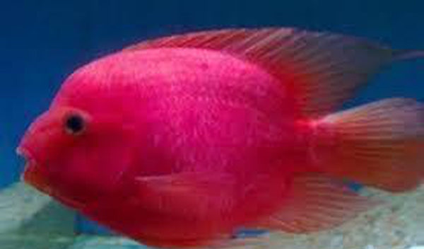 x2 Package - Purple King Kong Parrot Cichlid Lrg 4" - 5" Each only